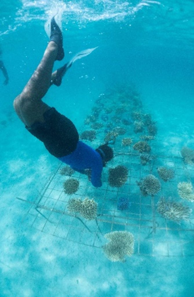 Coral Conservation at Plantation Island