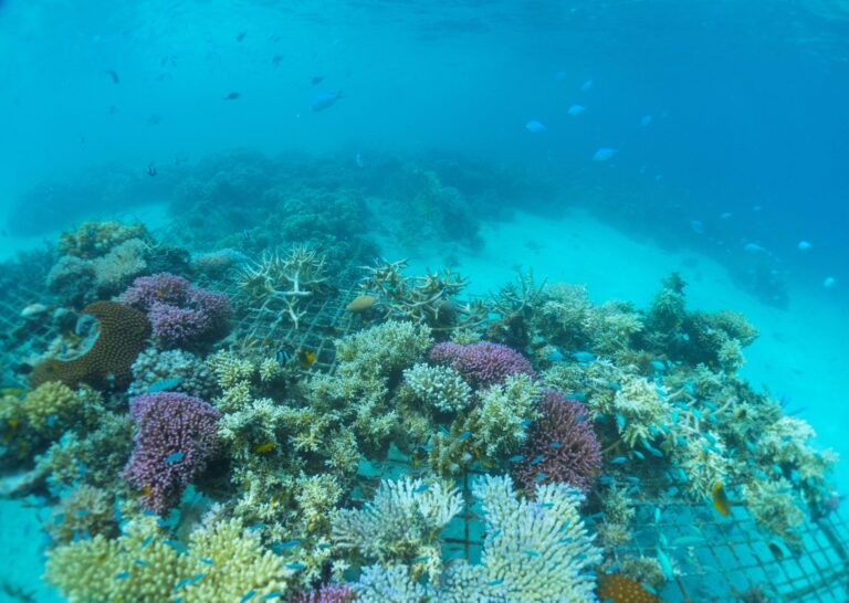 Celebrating World Ocean Week at Plantation Island Resort